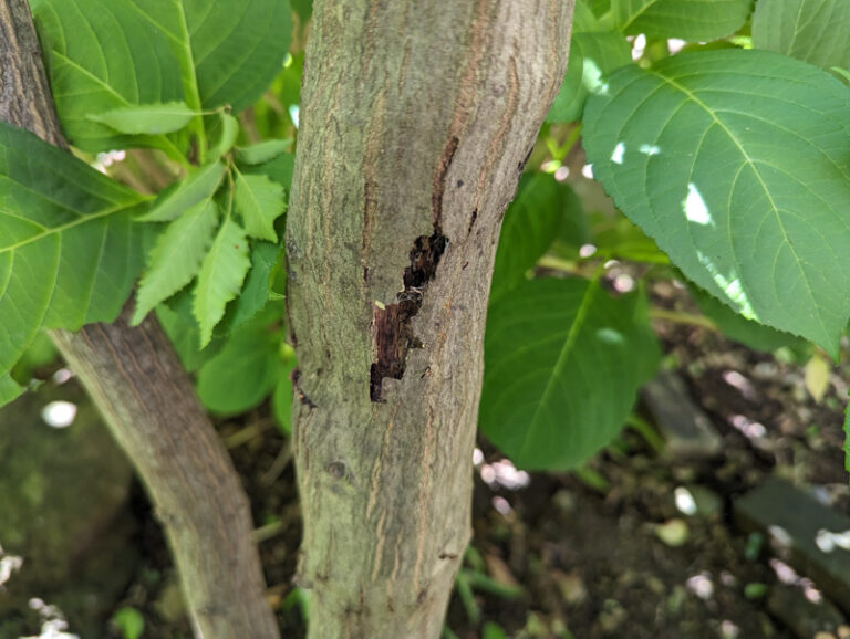 蟻やテッポウムシにやられたくさいアカシデ – TRIPOO!! 〜バイク･自転車･釣り日記〜