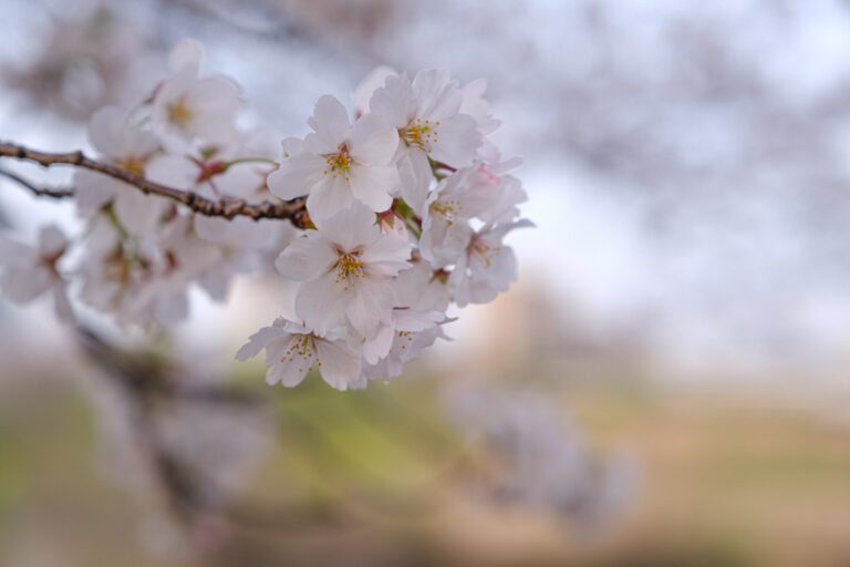 早朝の時間に見に行った馴染みの桜 – TRIPOO!! 〜バイク･自転車･釣り日記〜